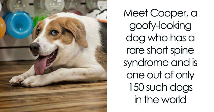 1 out of 150: A Dog With A Rare Short Spine Syndrome Inspires Us To ...