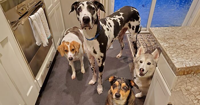 1 out of 150: A Dog With A Rare Short Spine Syndrome Inspires Us To ...