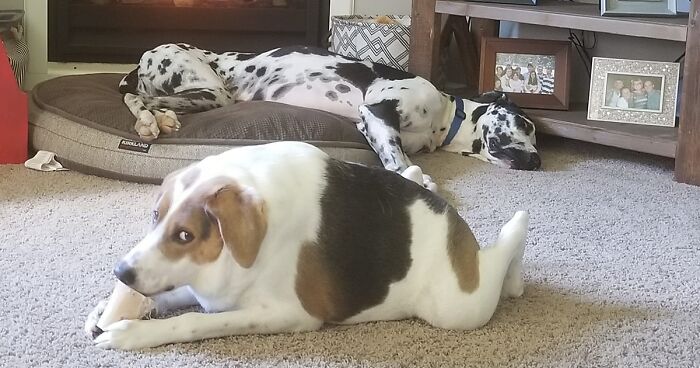 1 out of 150: A Dog With A Rare Short Spine Syndrome Inspires Us To ...