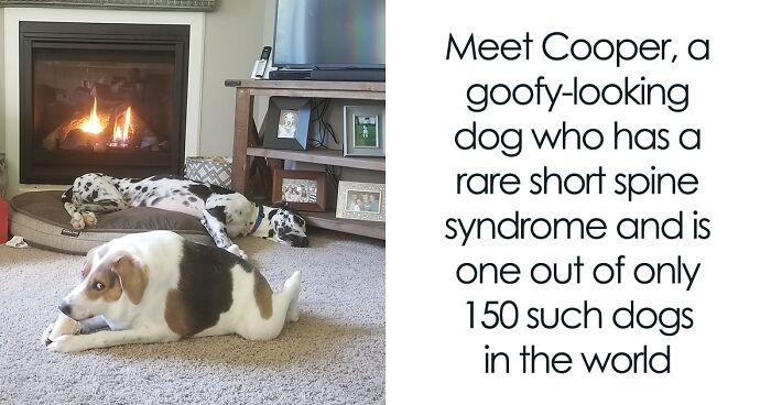 1 out of 150: A Dog With A Rare Short Spine Syndrome Inspires Us To ...