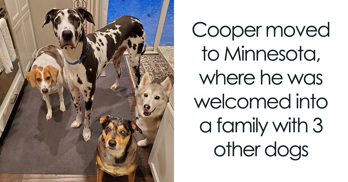 1 out of 150: A Dog With A Rare Short Spine Syndrome Inspires Us To ...