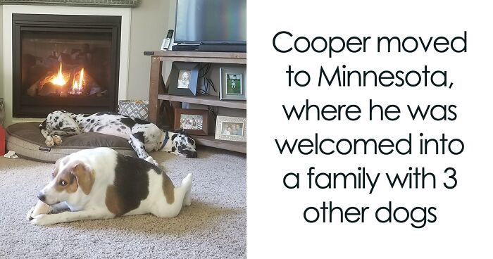 1 out of 150: A Dog With A Rare Short Spine Syndrome Inspires Us To ...