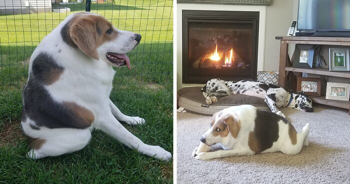 1 out of 150: A Dog With A Rare Short Spine Syndrome Inspires Us To ...