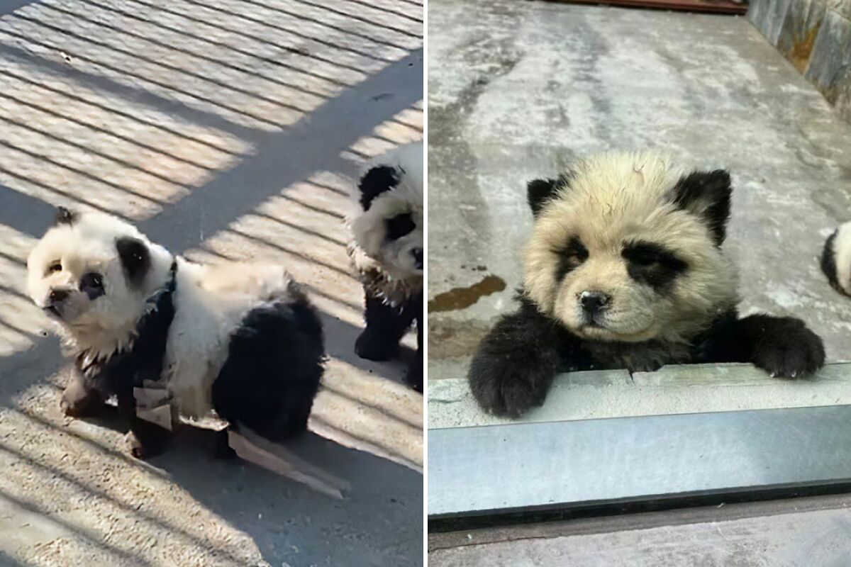 Outrage After Zoo’s Panda Exhibit Turns Out To Be Dogs Dyed Black And ...
