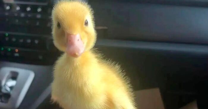30 Heart-Warming Pictures Of Cute Ducks That Might Turn Your Day Around