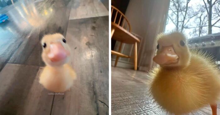 30 Heart-Warming Pictures Of Cute Ducks That Might Turn Your Day Around