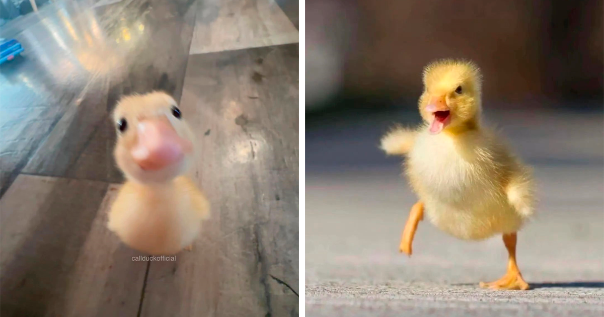 30 Heart-Warming Pictures Of Cute Ducks That Might Turn Your Day Around ...
