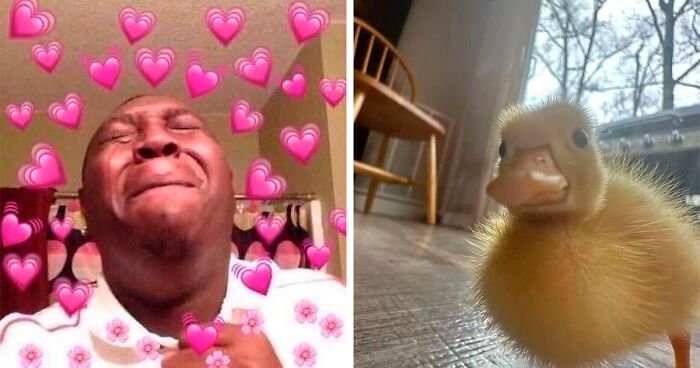 30 Heart-Warming Pictures Of Cute Ducks That Might Turn Your Day Around