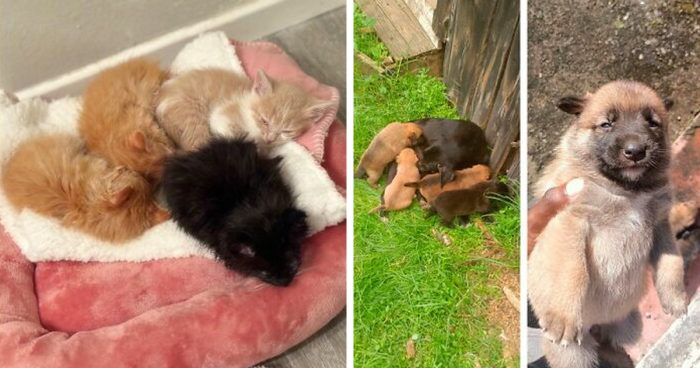 50 Of The Most Wholesome Rescue Pet Pics After They Found Their Forever ...