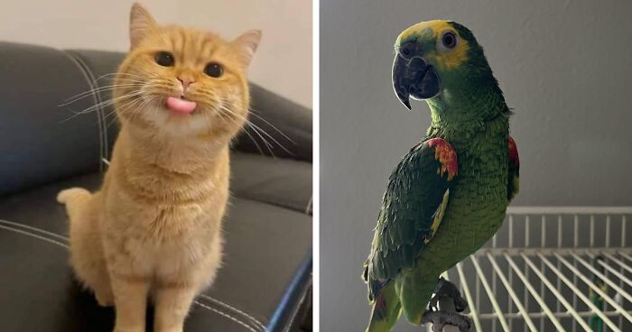 50 Of The Most Wholesome Rescue Pet Pics After They Found Their Forever ...