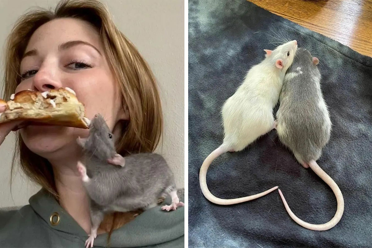 50 Adorable Pics That Might Convince You To Get A Pet Rat | Bored Panda