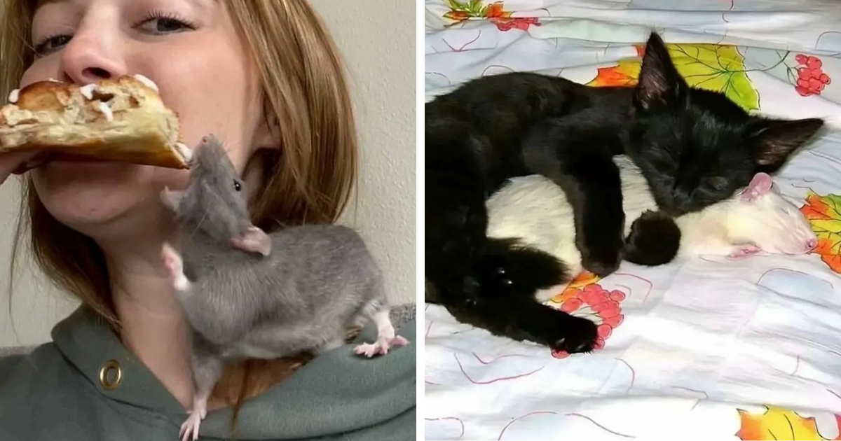 50 Adorable Pics That Might Convince You To Get A Pet Rat | Bored Panda