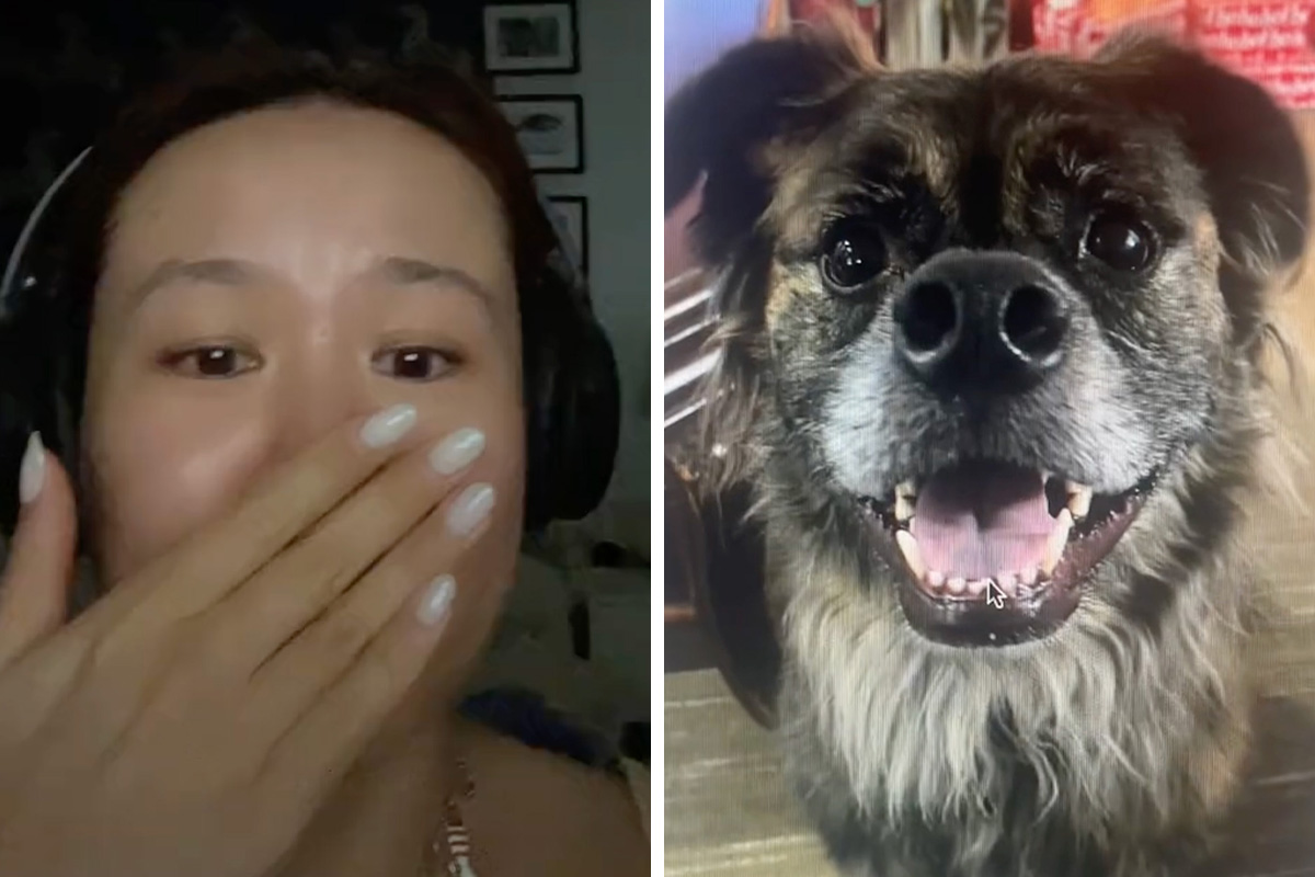 A Dog DNA Test Helps Woman Discover Her Mutt’s Entire Family Tree And ...