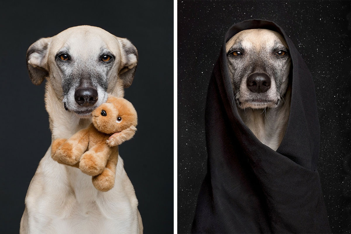 27 Expressive Dog Portraits Highlighting Unique Personalities By Elke ...