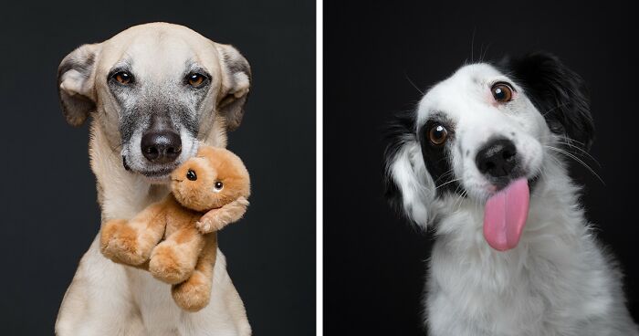 27 Expressive Dog Portraits Highlighting Unique Personalities By Elke ...