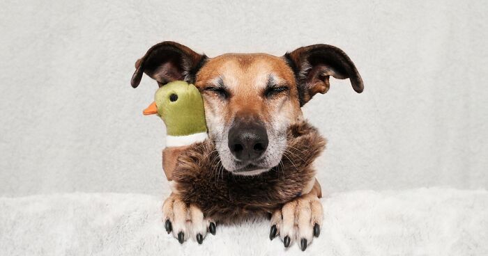 27 Expressive Dog Portraits Highlighting Unique Personalities By Elke ...