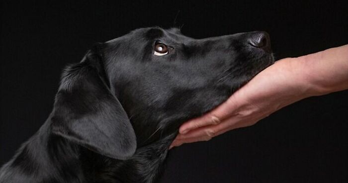 27 Expressive Dog Portraits Highlighting Unique Personalities By Elke ...