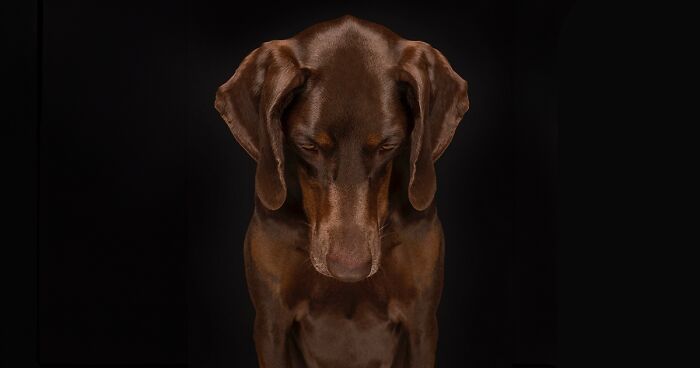 27 Expressive Dog Portraits Highlighting Unique Personalities By Elke ...