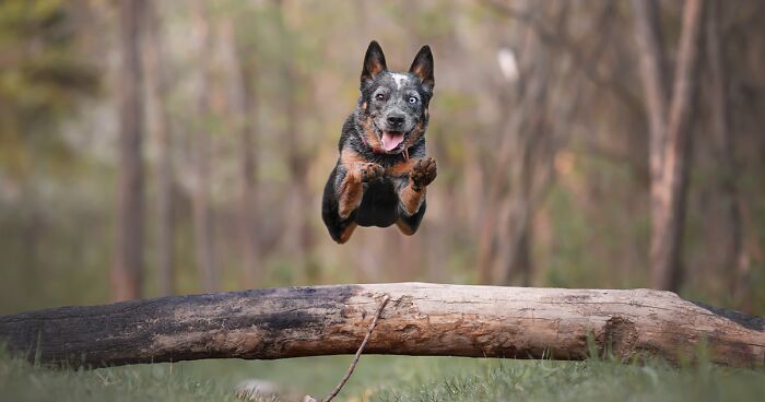 I Captured Dogs On The Run, And The Results Are The Most Adorable Faces ...