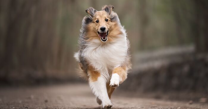 I Captured Dogs On The Run, And The Results Are The Most Adorable Faces ...