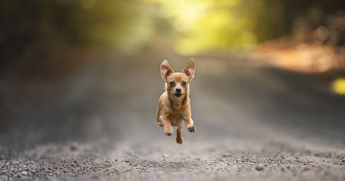 I Captured Dogs On The Run, And The Results Are The Most Adorable Faces ...