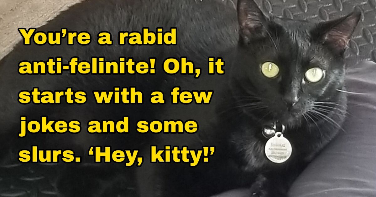 9 Seasons Of Seinfeld Summed Up In 10 Pictures Of My Cat | Bored Panda