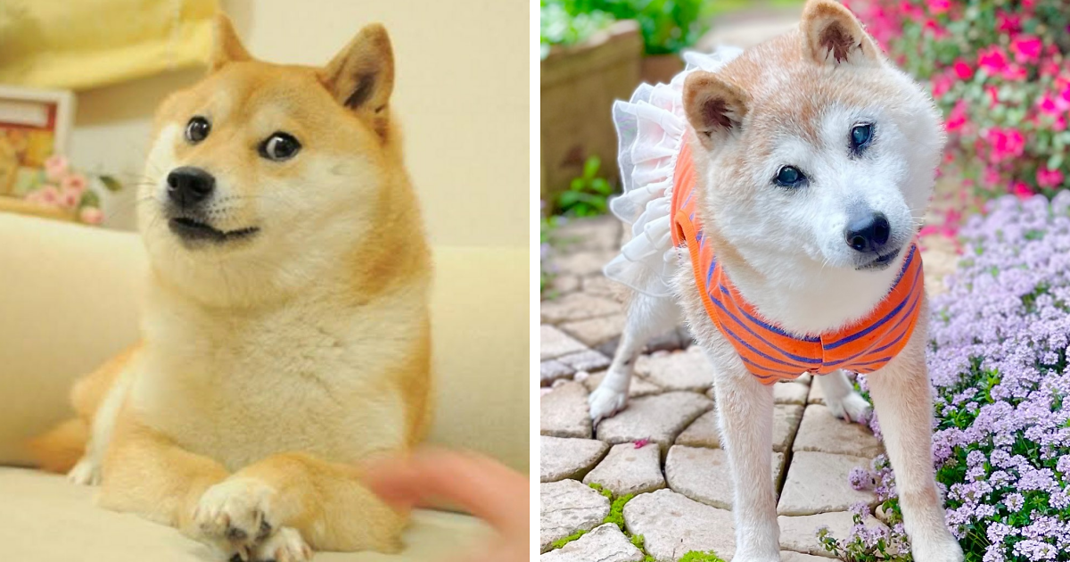 End Of An Era: Beloved “Doge” Meme Dog Kabosu Passes Away At Age 18 ...