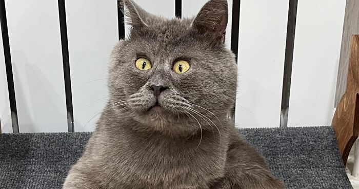 A Slightly Strange And Funny-Looking Cat Continues To Win Hearts Online ...