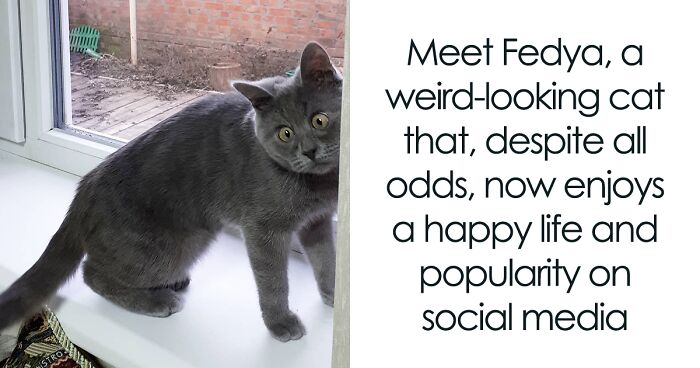 A Slightly Strange And Funny-Looking Cat Continues To Win Hearts Online ...