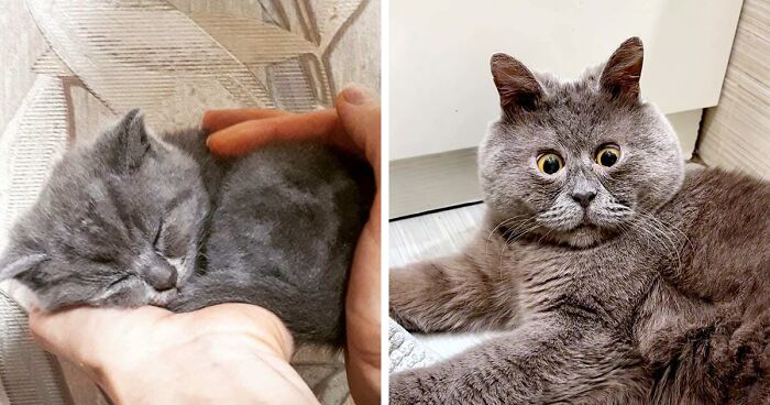 A Slightly Strange And Funny-Looking Cat Continues To Win Hearts Online ...