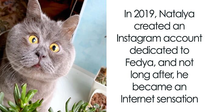 A Slightly Strange And Funny-Looking Cat Continues To Win Hearts Online ...