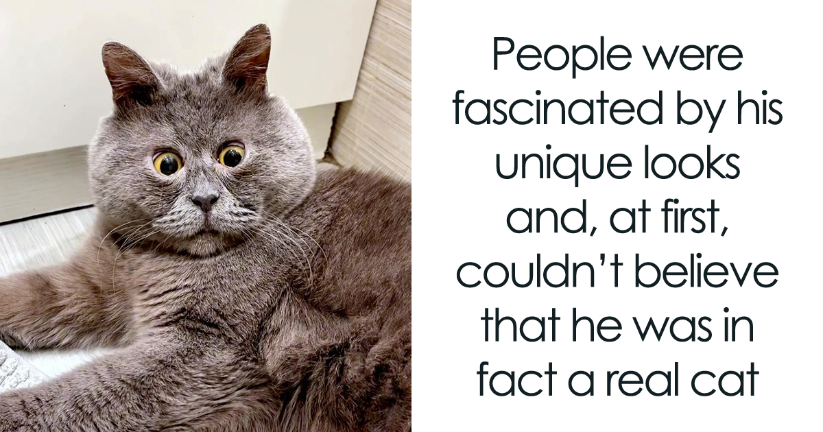A Slightly Strange And Funny-Looking Cat Continues To Win Hearts Online ...