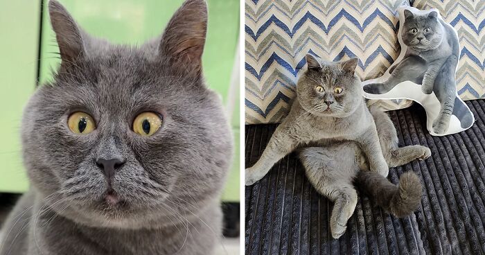 A Slightly Strange And Funny-Looking Cat Continues To Win Hearts Online ...