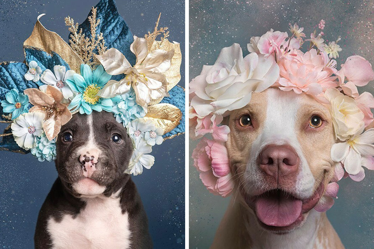 Gentle Side Of Pit Bulls: 30 Photos Encouraging People To Adopt ...