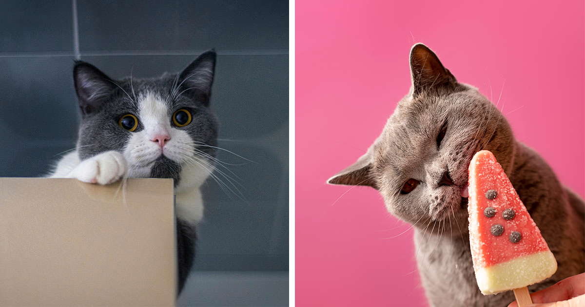 Top 100 Funny Cat Names for Your Quirky Kitty’s Personality | Bored Panda