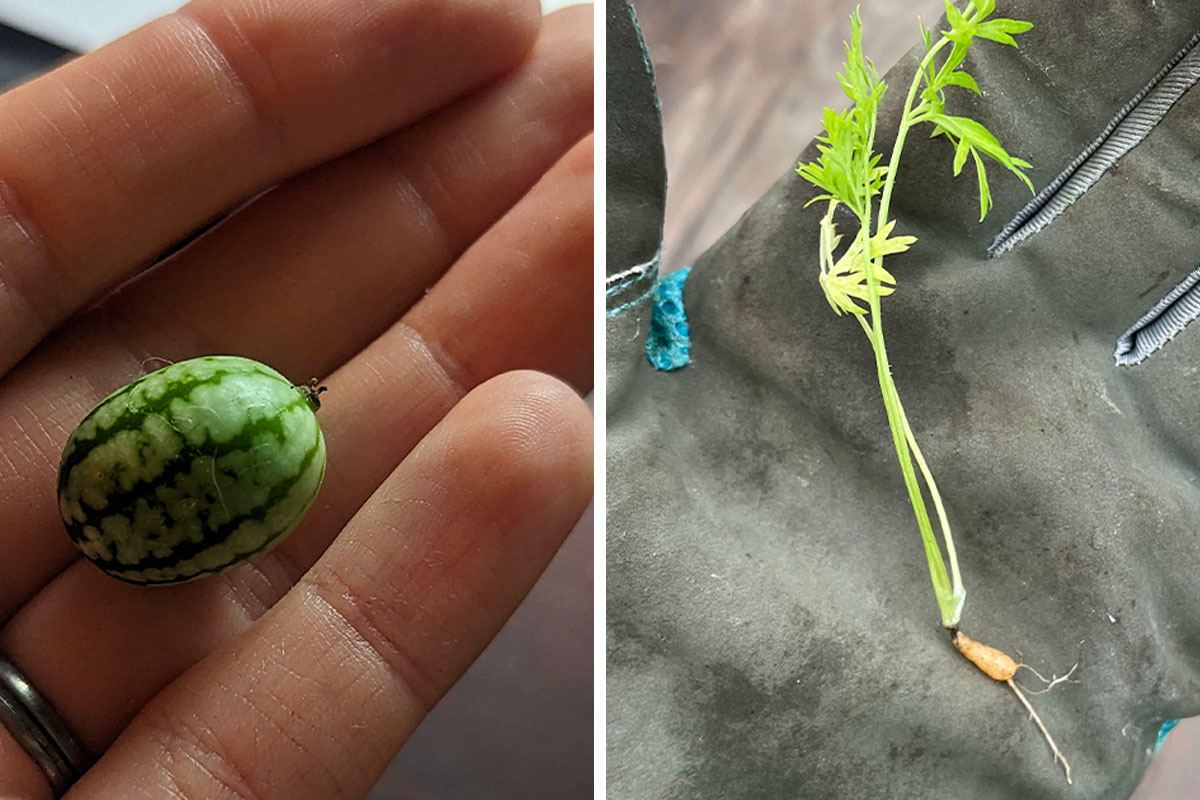 30 Hilarious Posts Of People Trying To Grow Their Own Food And Failing ...
