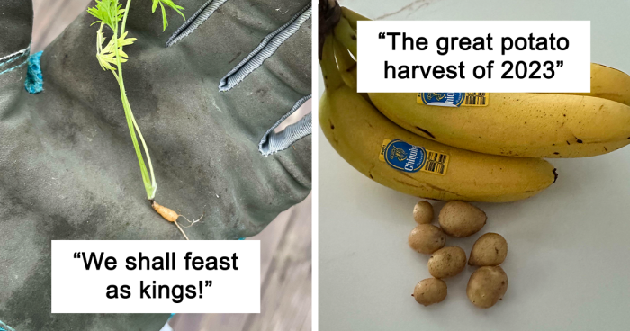 30 Hilarious Posts Of People Trying To Grow Their Own Food And Failing ...