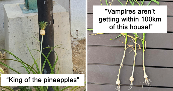 30 Hilarious Posts Of People Trying To Grow Their Own Food And Failing ...