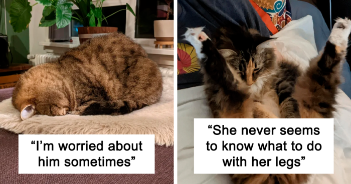Cat Behavior Memes