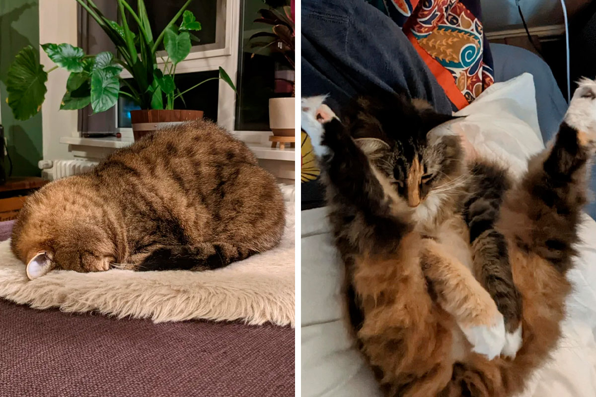 “That’s Just Not Right”: 50 Times Cats Were Acting So Weird, Owners ...