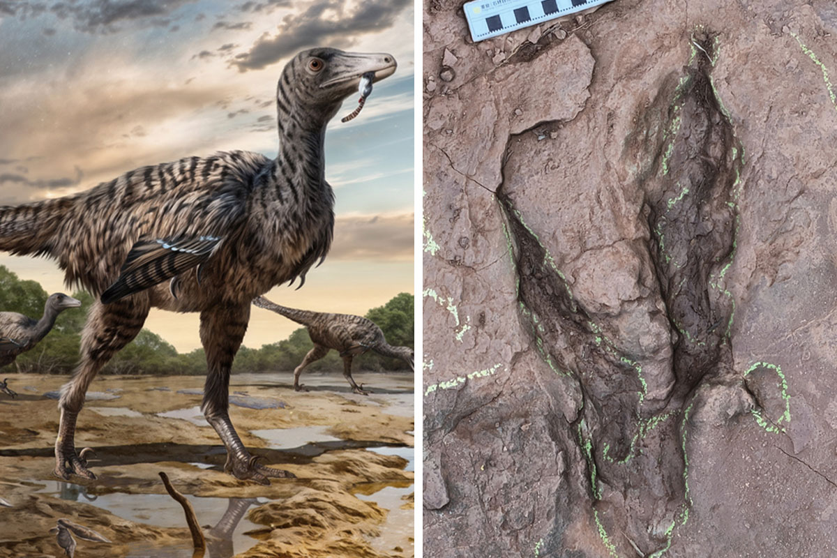 Scientists “Flabbergasted” By Recent Raptor Discovery In China | Bored ...