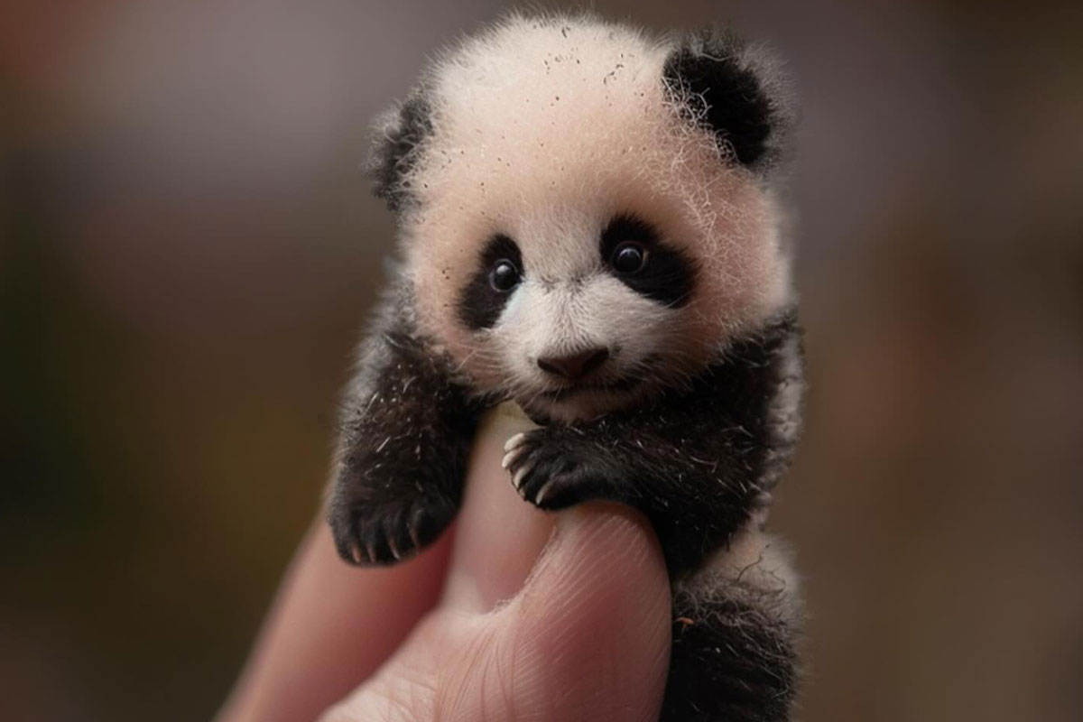 This Artist Creates Portraits Of Tiny Animals That Can Fit Into A Human ...