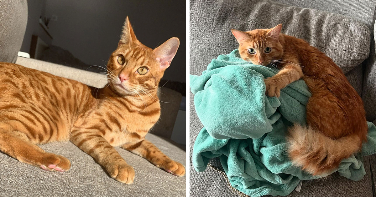 12 Orange Cat Breeds That Will Charm You with Their Meows | Bored Panda