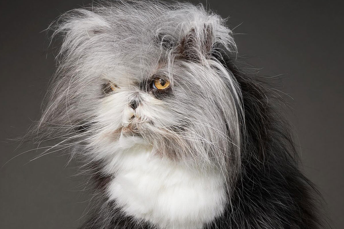 Fluffiest Of Them All: This Werewolf Cat Is Winning Hearts Worldwide ...
