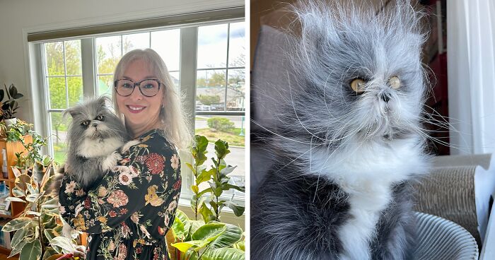 Fluffiest Of Them All: This Werewolf Cat Is Winning Hearts Worldwide ...