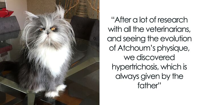 Fluffiest Of Them All: This Werewolf Cat Is Winning Hearts Worldwide ...
