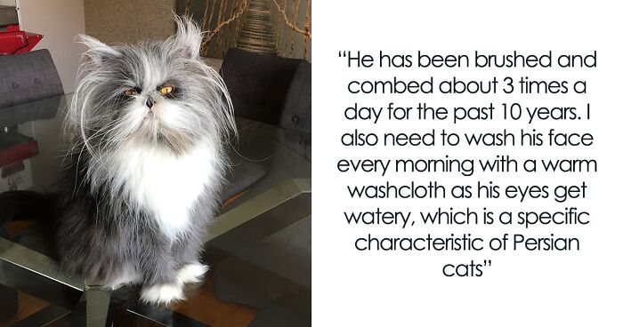 Fluffiest Of Them All: This Werewolf Cat Is Winning Hearts Worldwide ...