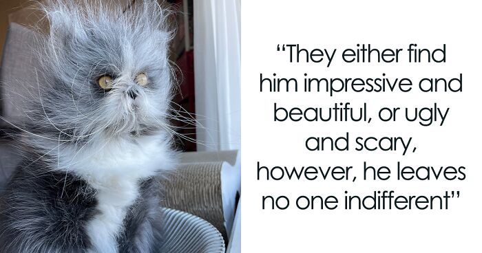 Fluffiest Of Them All: This Werewolf Cat Is Winning Hearts Worldwide ...