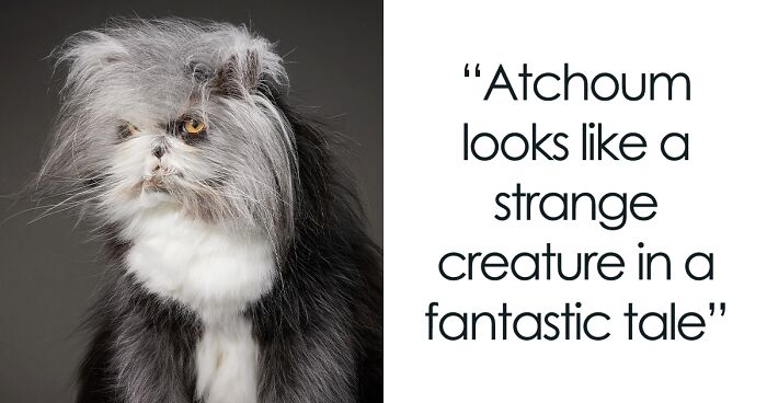 Fluffiest Of Them All: This Werewolf Cat Is Winning Hearts Worldwide ...