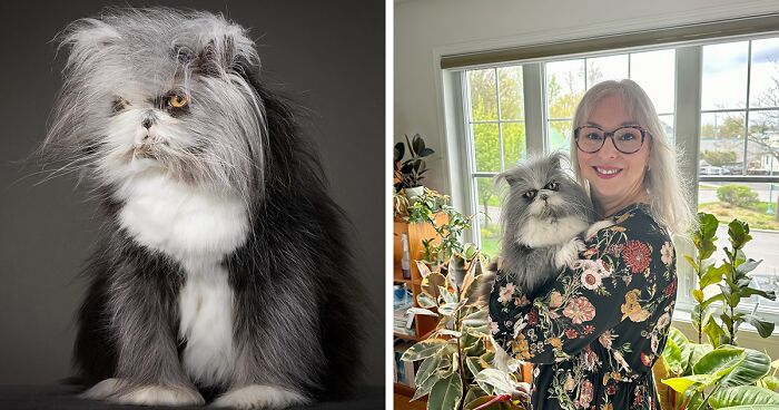 Fluffiest Of Them All: This Werewolf Cat Is Winning Hearts Worldwide ...